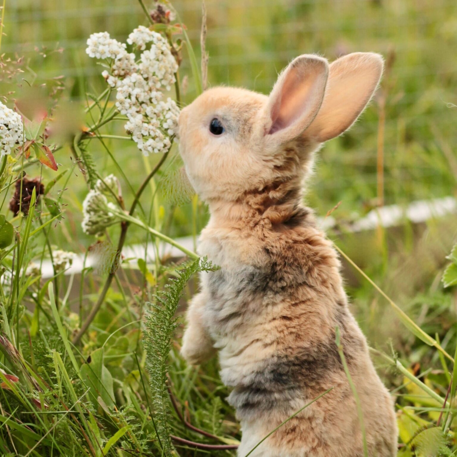 Insect bites in Rabbits and Rodents – Nature's Touch
